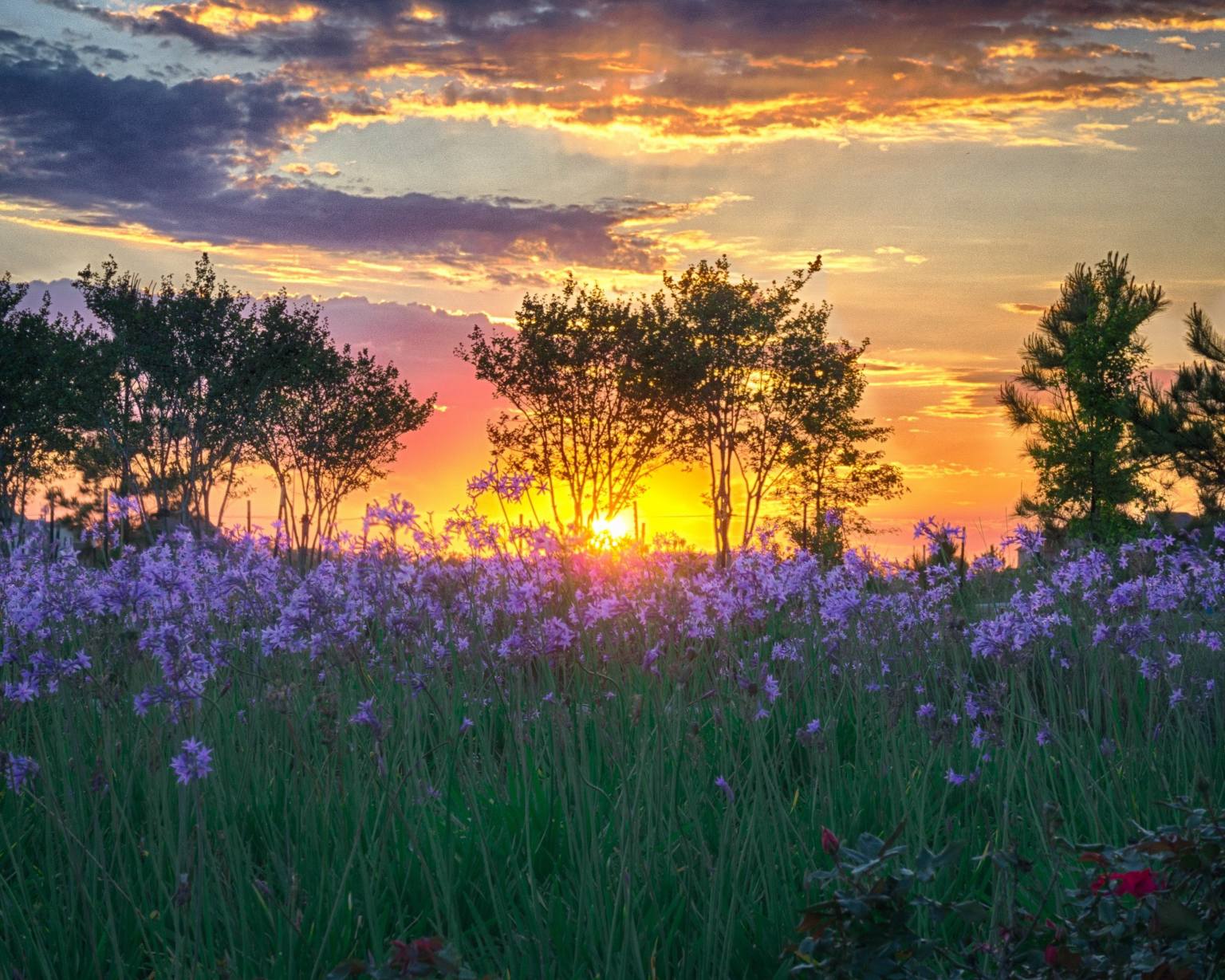 Wildflowers and Bluebonnets Bloom Around Town in Cypress: A Springtime ...